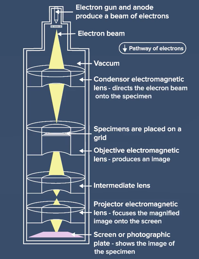 A-Level Biology Revision Notes | Free Study Guide | HomeschoolAsia ...